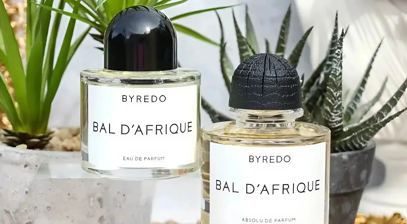 Byredo Bal D’Afrique EDP Vs Absolu: A Scent Comparison